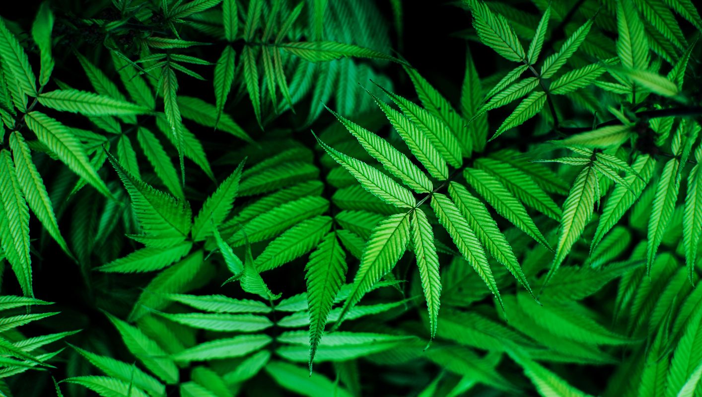 How Does CBD Isolate Work? – Hemp Hydrate