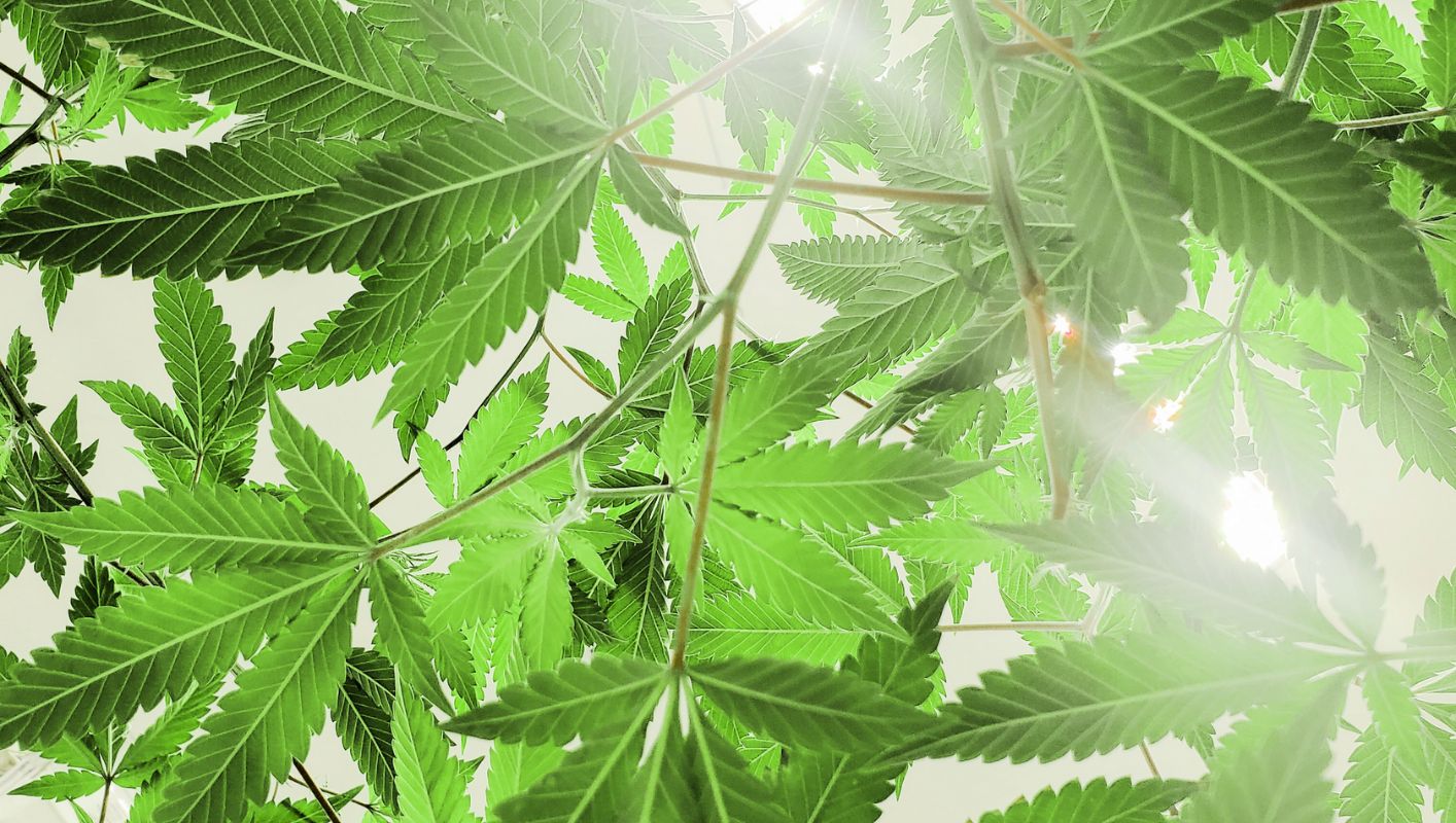 Top 5 CBD Powders – Hemp Hydrate